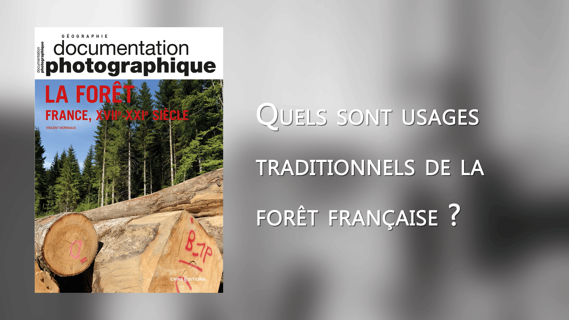 N°8150 - La Forêt - Documentation Photographique